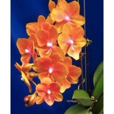 Орхидеи биг липы. Орхидеи мира